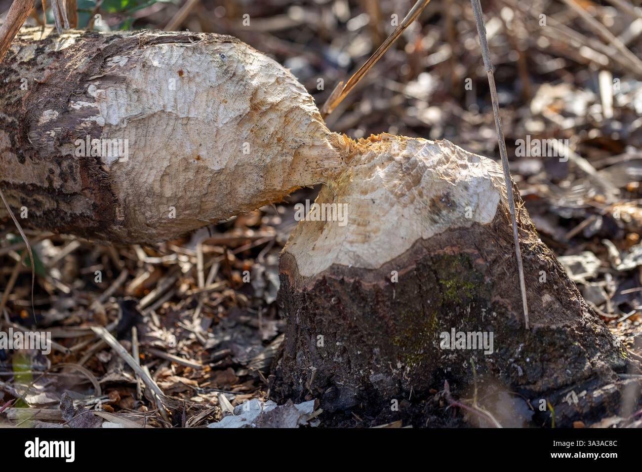 Tree damaged by a beaver, Rhône, France. Tree trunk gnawed by european ...
