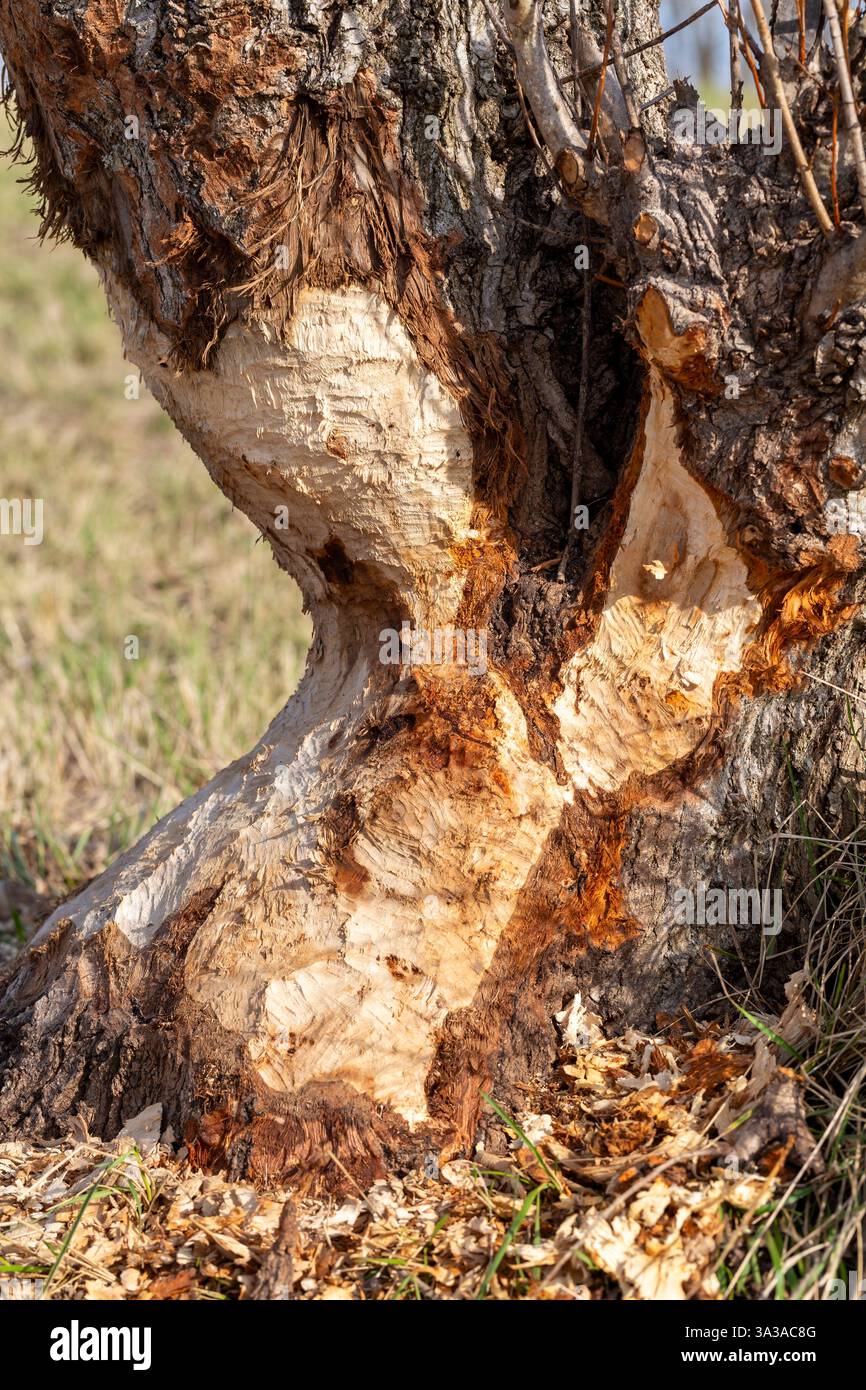 Tree damaged by a beaver, Rhône, France. Tree trunk gnawed by european ...
