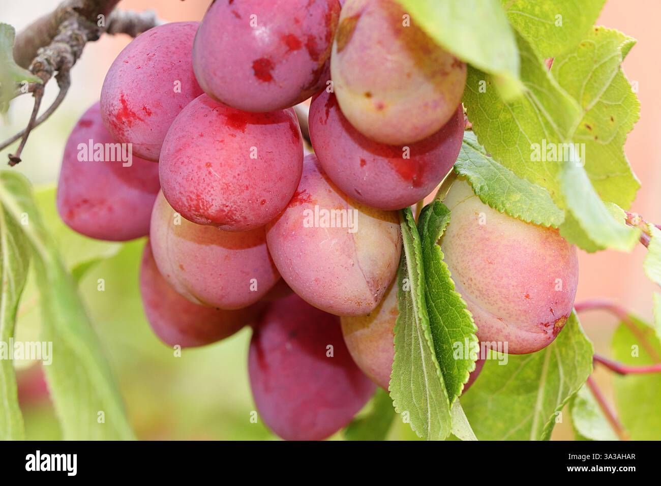 Plum tree autumn hi-res stock photography and images - Alamy