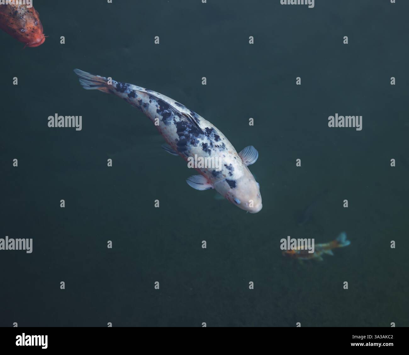 Koi tail hi-res stock photography and images - Alamy