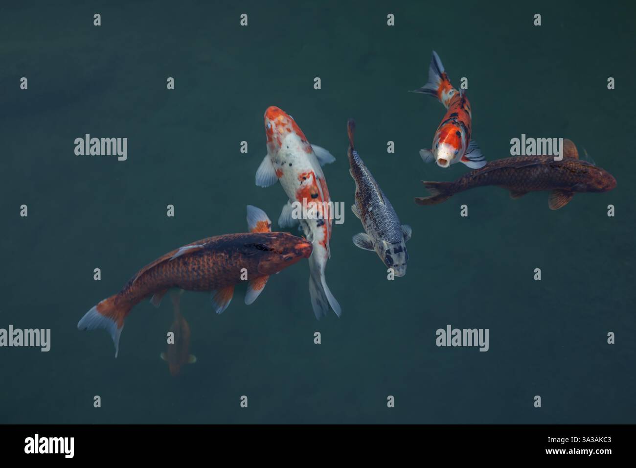 Vibrant Koi Fish Gathering in Serene Pond Stock Photo - Alamy