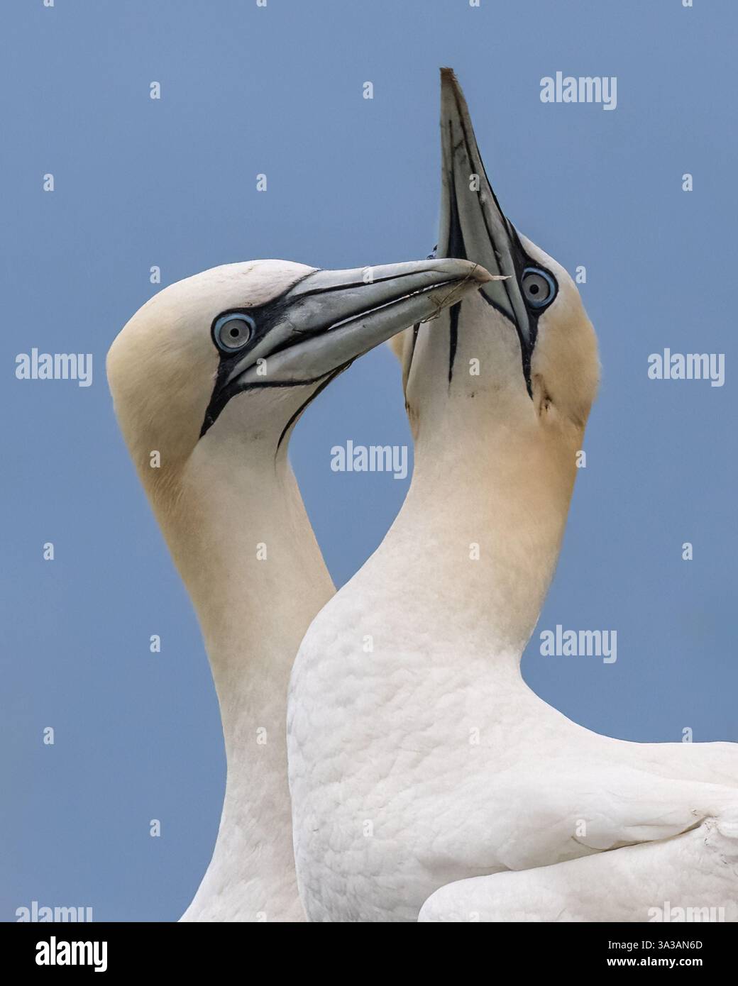 Plunge of gannets hi-res stock photography and images - Alamy