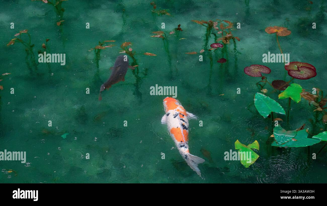 Two koi fish glide through a tranquil pond, surrounded by vibrant ...