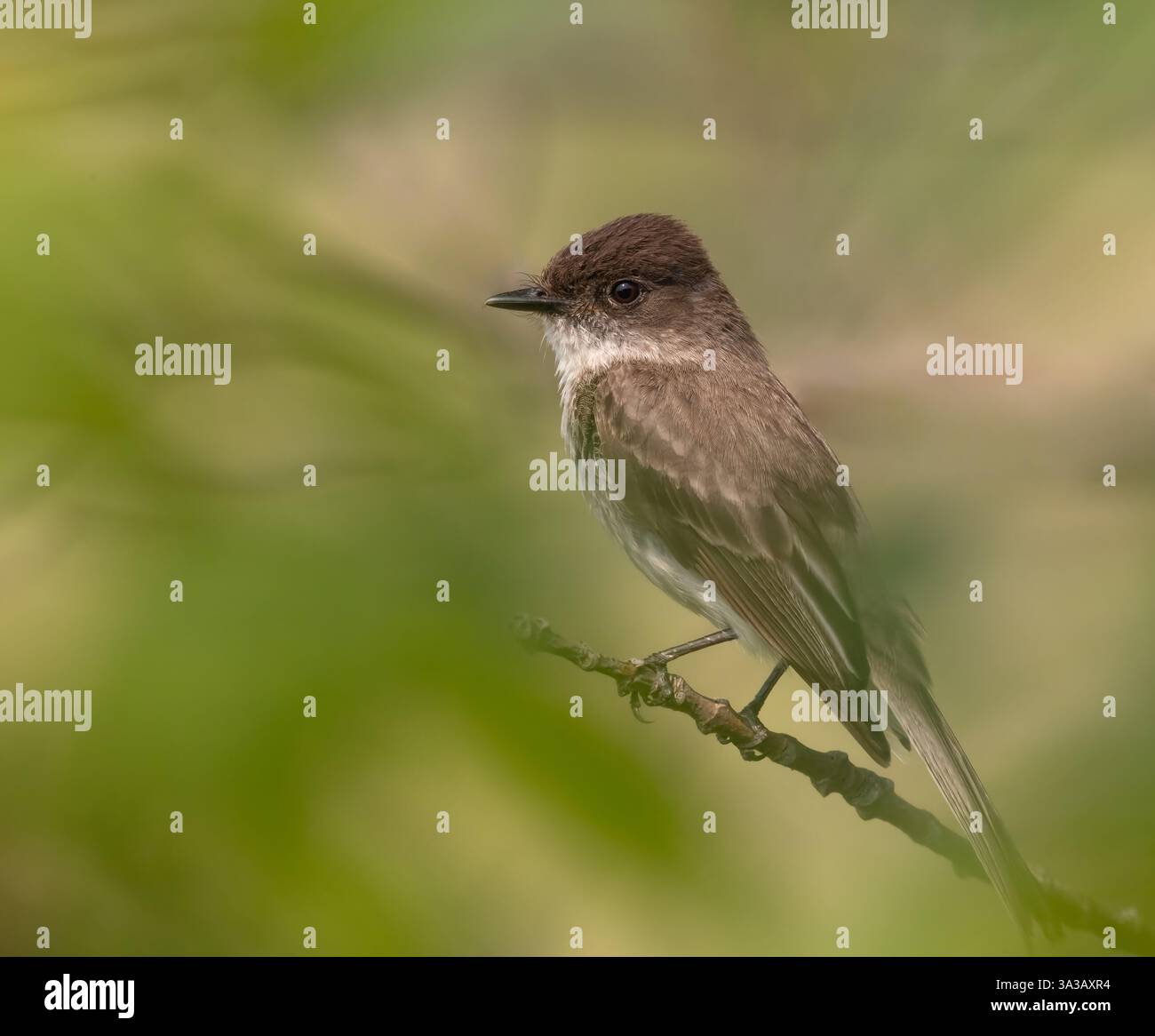 Eastern phoebe flycatcher on a branch with green background Stock Photo ...