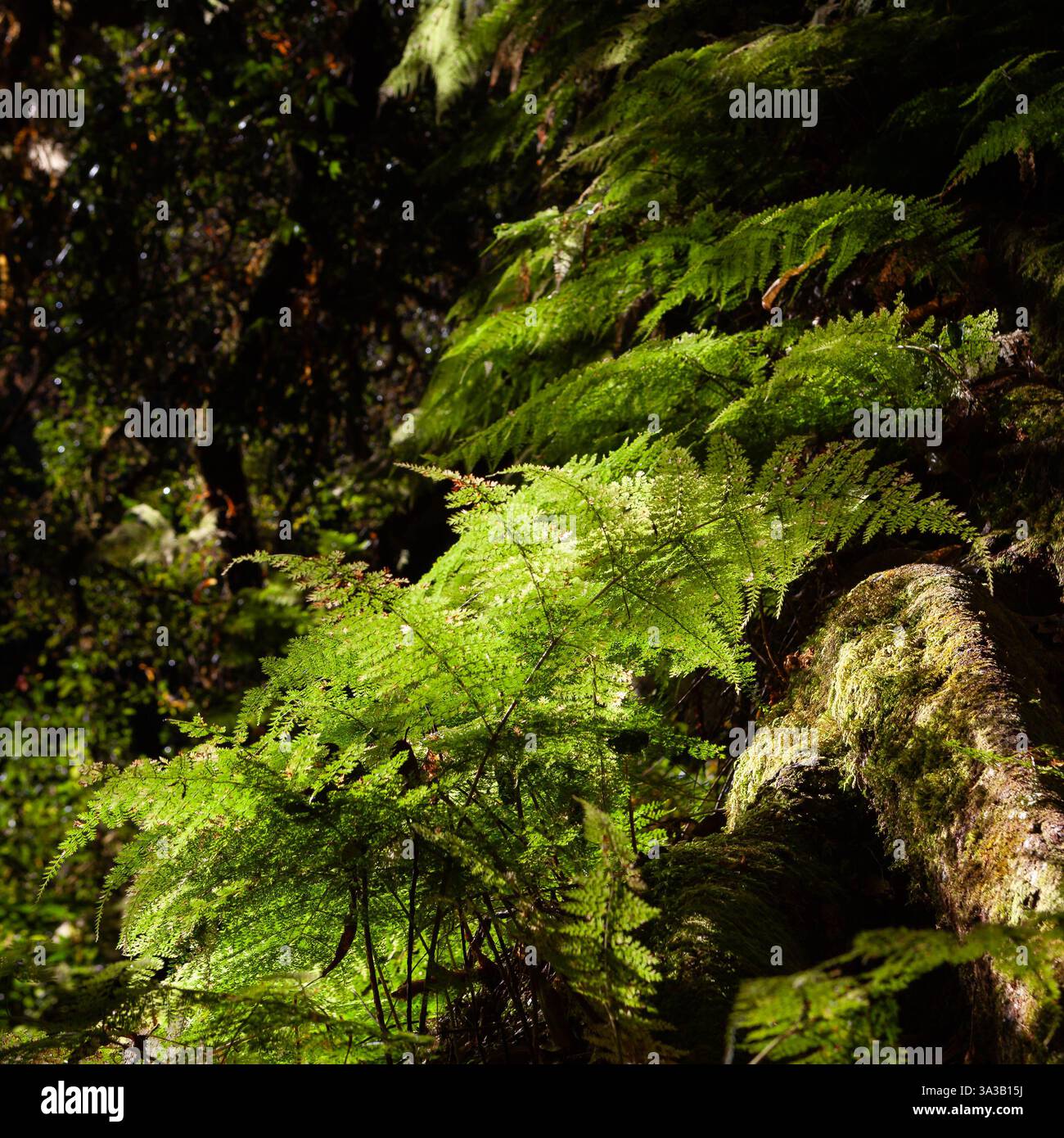 Fern in deep green rainforest in Thailand. Doi Inthanon National Park ...