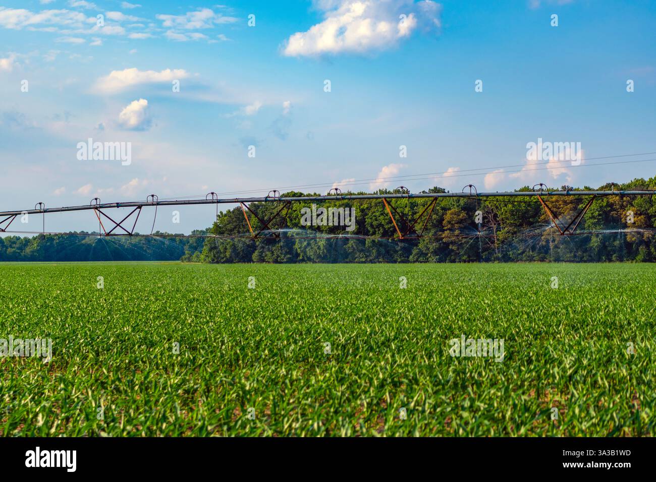Crop field irrigation. Agricultural irrigation system at crop field ...