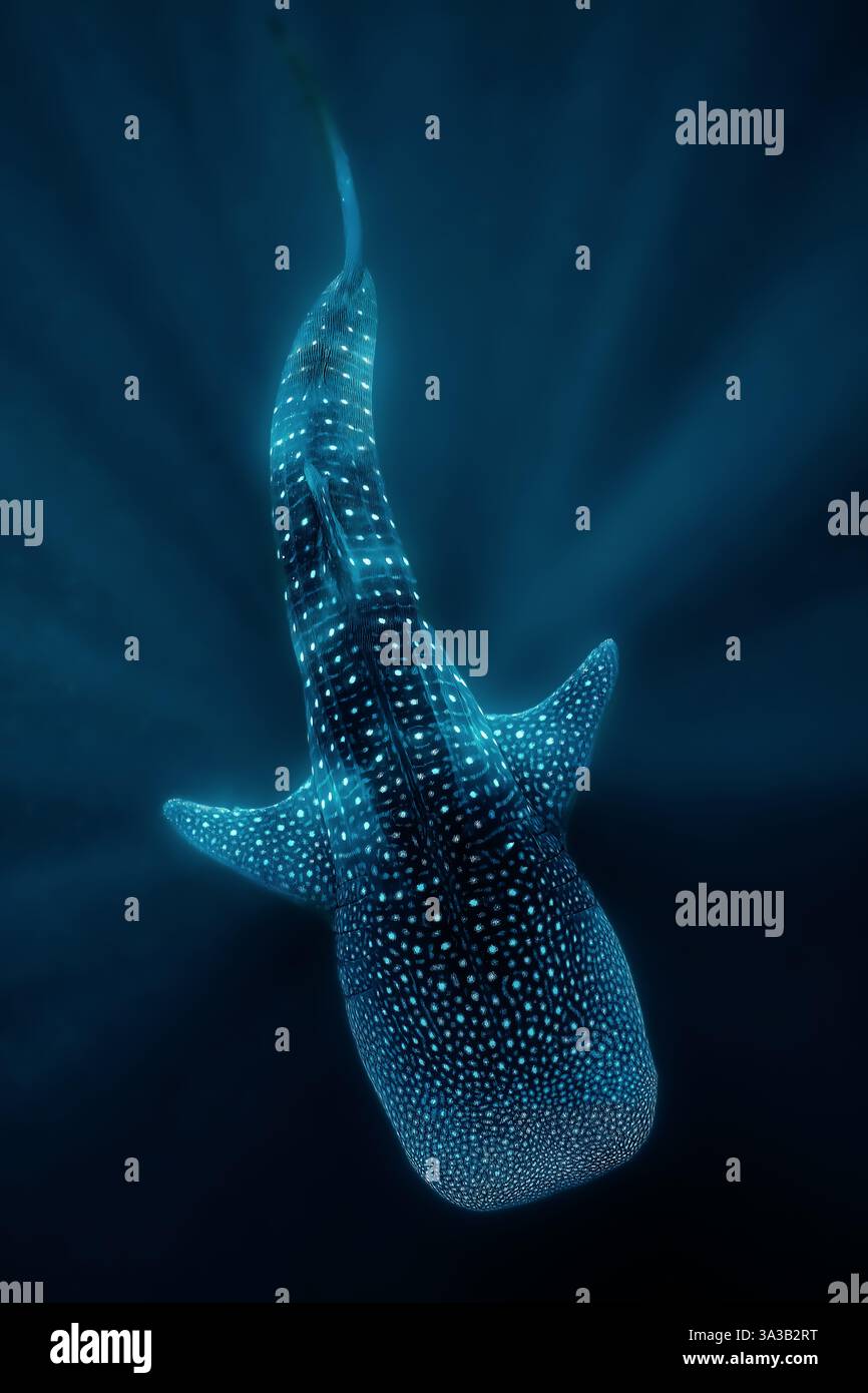 Whale shark (Rhincodon typus) seen from above swimming through the deep ...