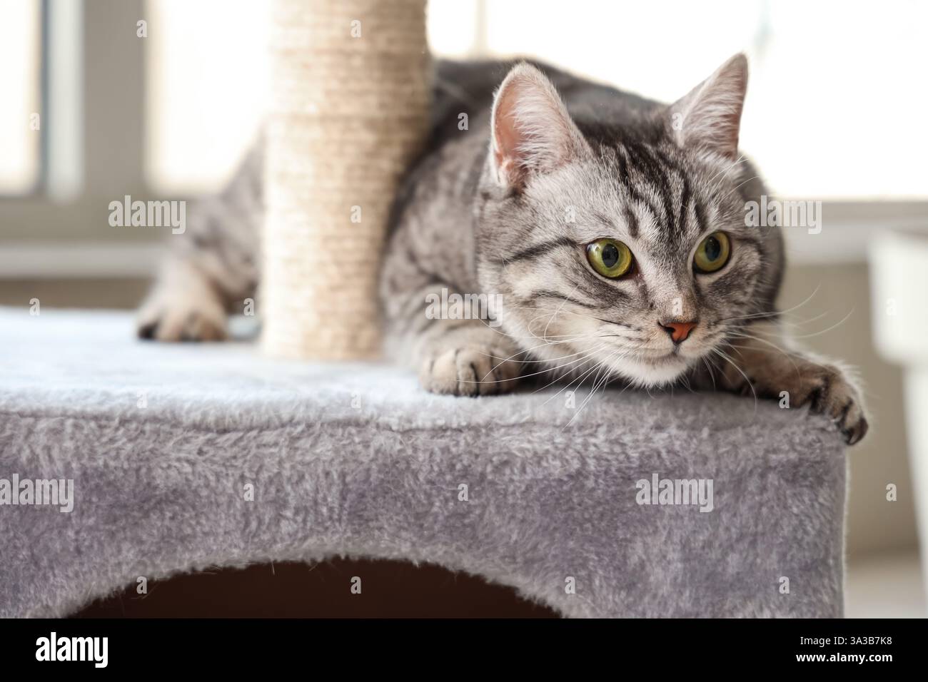 Grey striped cat on scratching post Stock Photo - Alamy