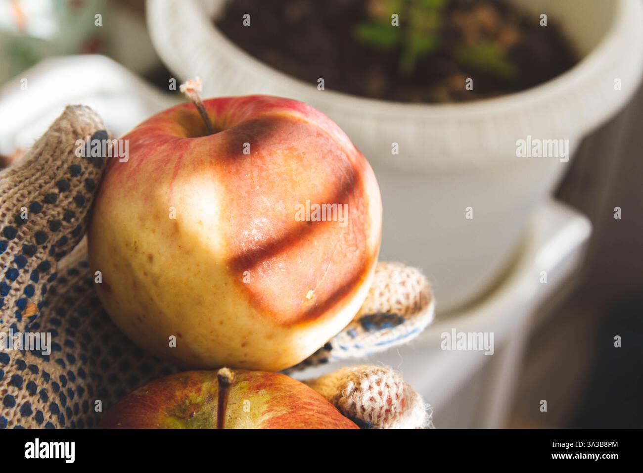Rotten apple in sun. Rotting fruit. Diseases of apple fruit. Pest ...