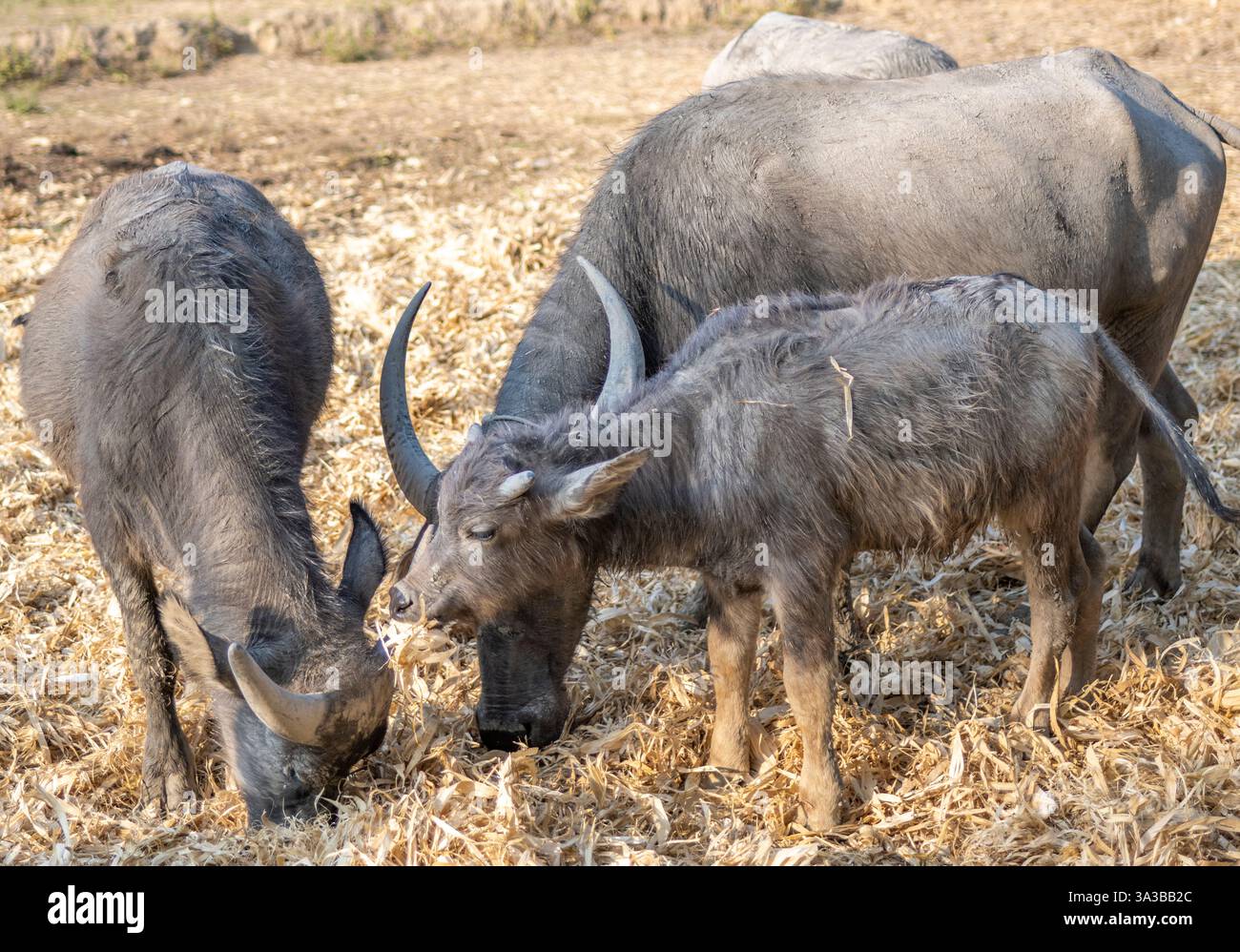 The indigenous buffalo feeding,grazing and rearing their young,near to ...