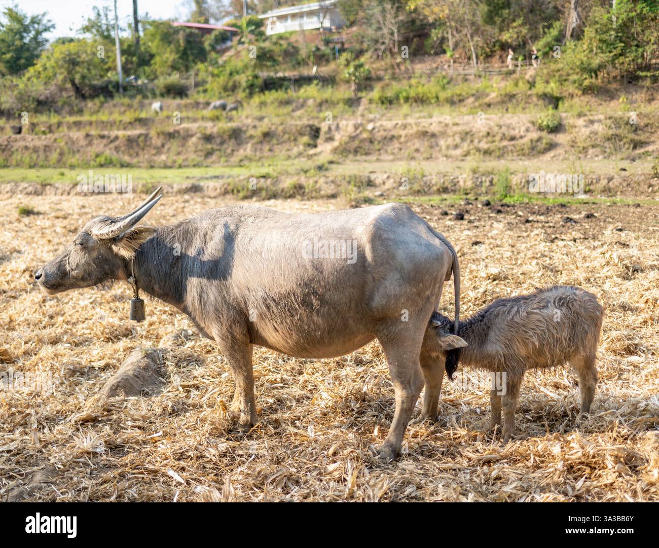 The indigenous buffalo feeding,grazing and rearing their young,near to ...