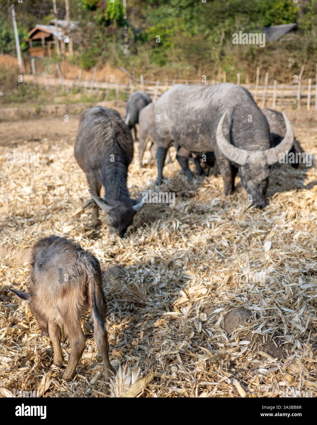 The indigenous buffalo feeding,grazing and rearing their young,near to ...
