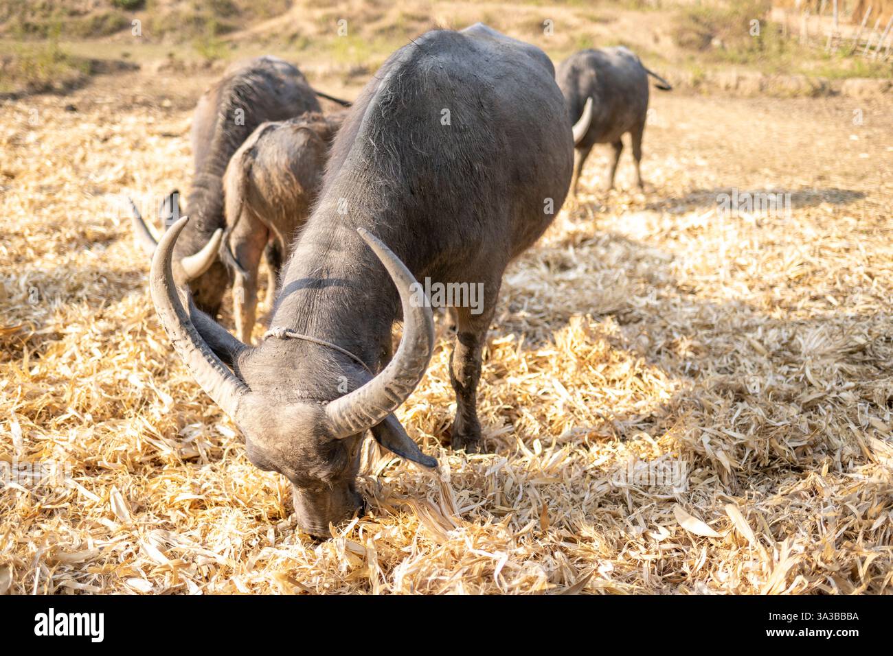 The indigenous buffalo feeding,grazing and rearing their young,near to ...