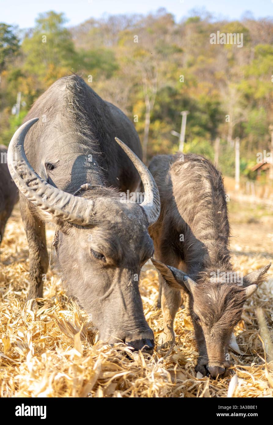 The indigenous buffalo feeding,grazing and rearing their young,near to ...