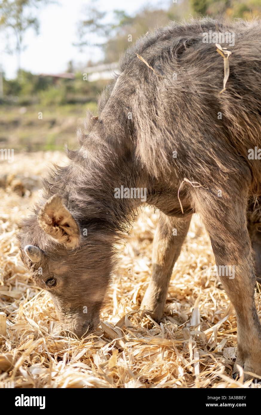The indigenous buffalo feeding,grazing and rearing their young,near to ...