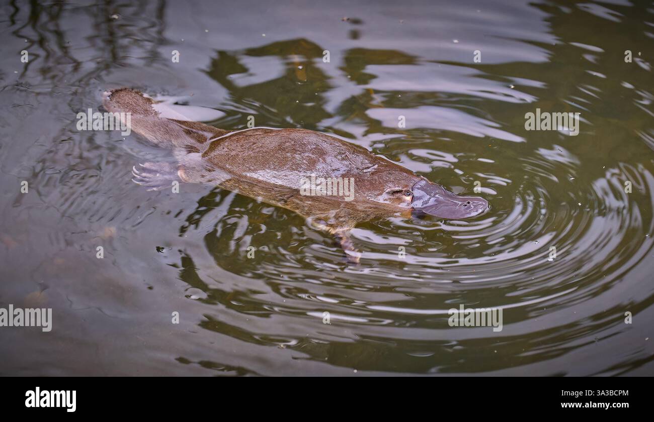 Platypus (Ornithorhynchus anatinus) Australian endemic animal mammal ...