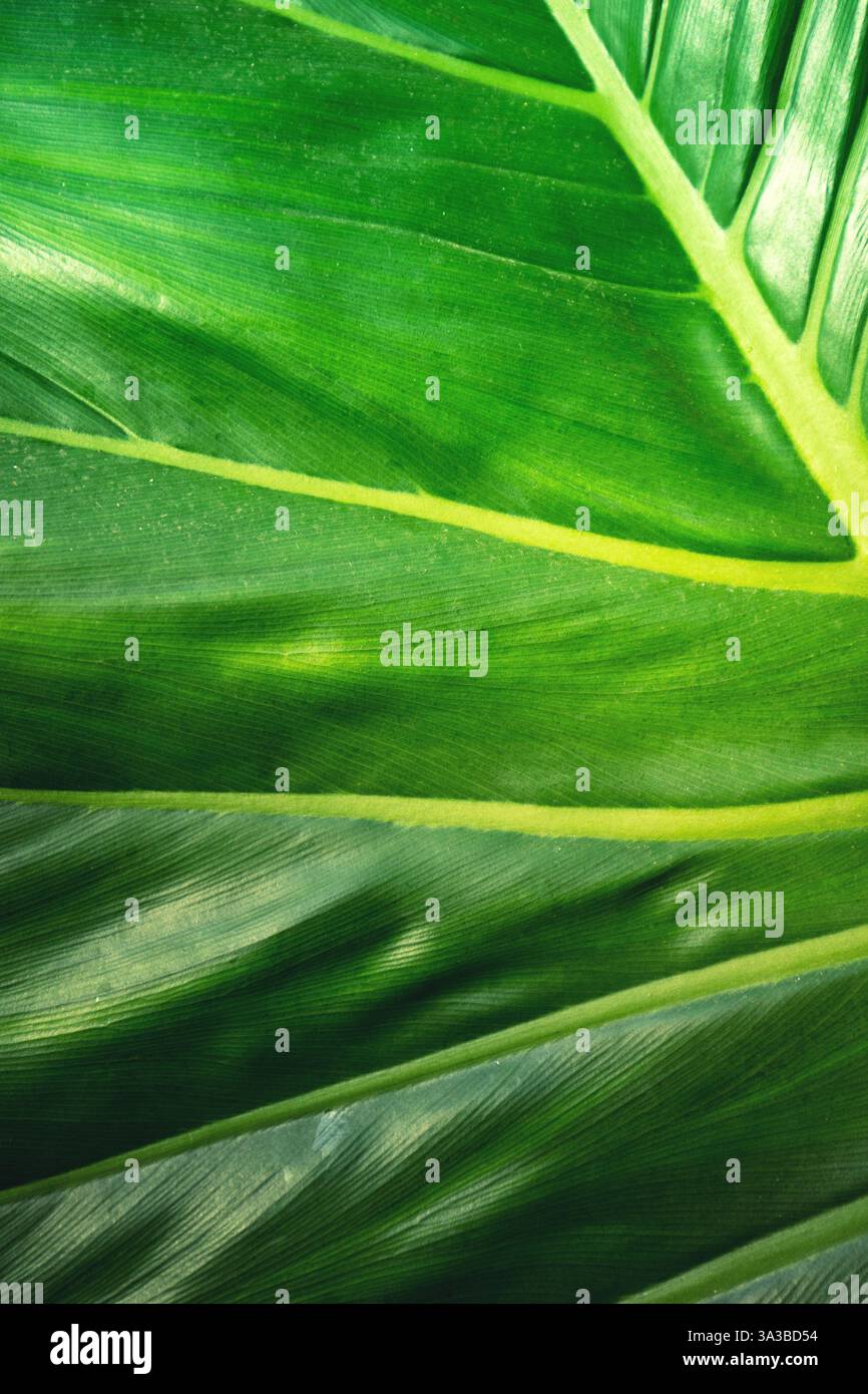 Full frame tropical leaves background. Elephant ear plant background ...