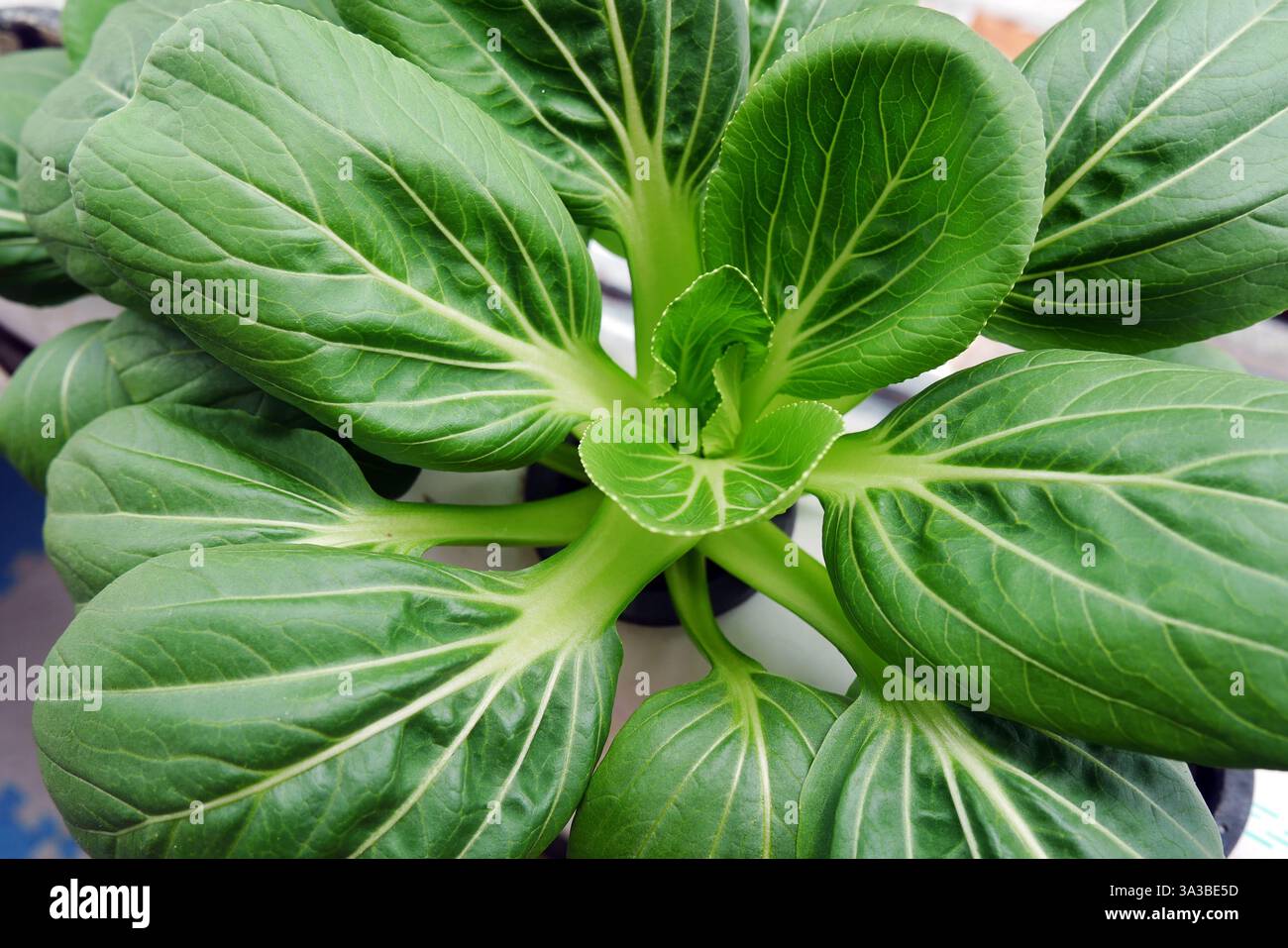 Fresh pak choy vegetables grow well in hydroponic growing media Stock ...