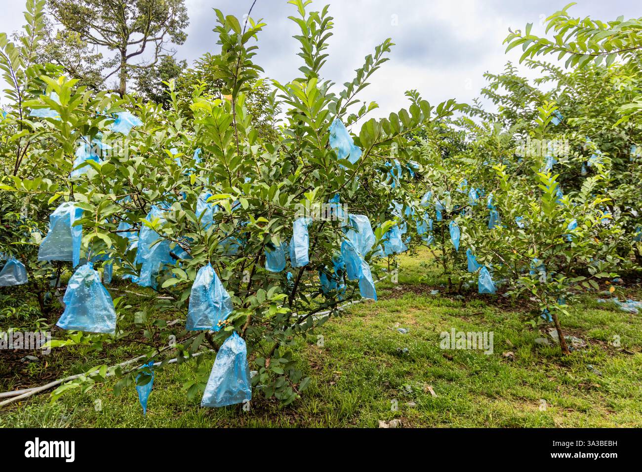 Guava tree with guava fruits wrapped in plastic bag to protect fruit ...