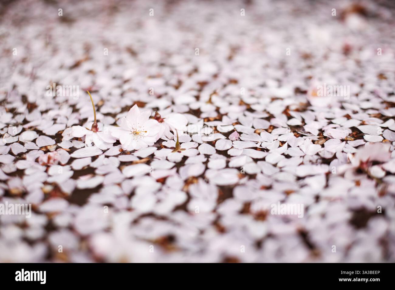 Fallen cherry blossoms creating delicate carpet in petrin gardens ...