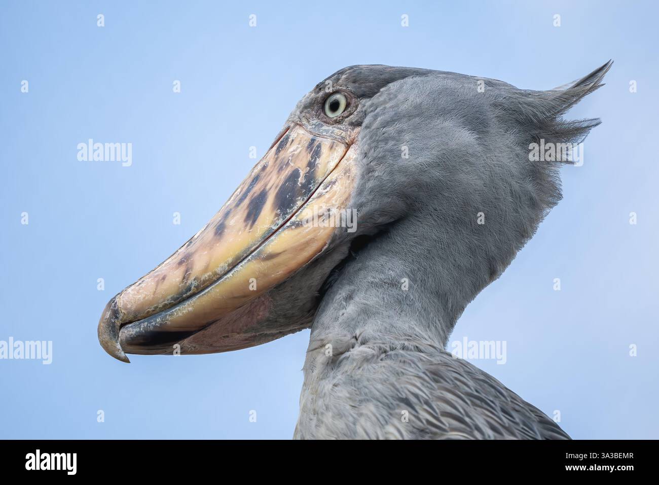 Shoebill - Balaeniceps rex, potrait of large rare unique bird with ...