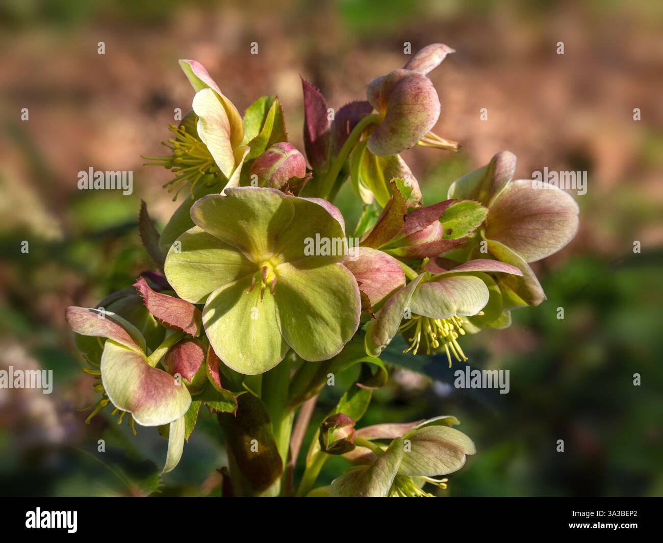 Closeup of flowers of Stern's hybrid hellebore (Helleborus × sternii ...
