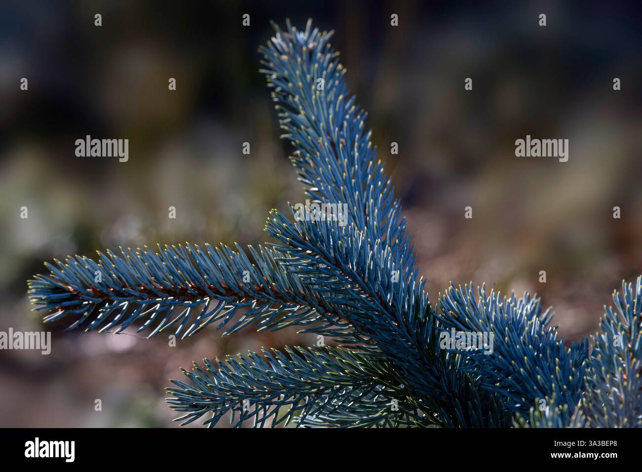 Closeup of branch of Colorado spruce (Picea pungens 'Hoopsii') in a ...