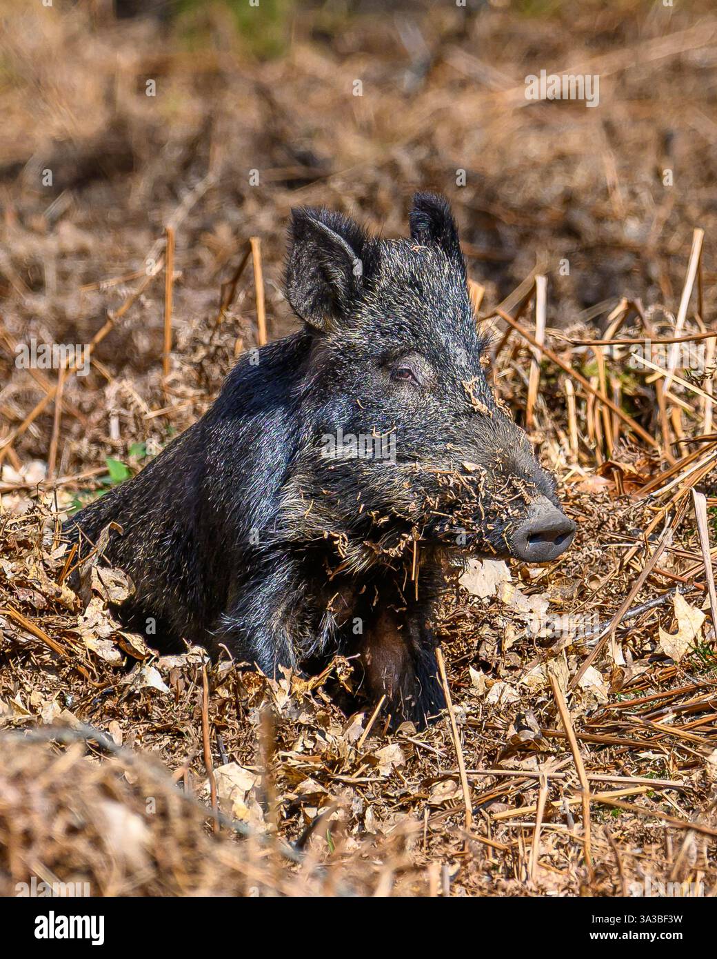 Wild Boar in the Forest of Dean,England ,Uk Stock Photo - Alamy