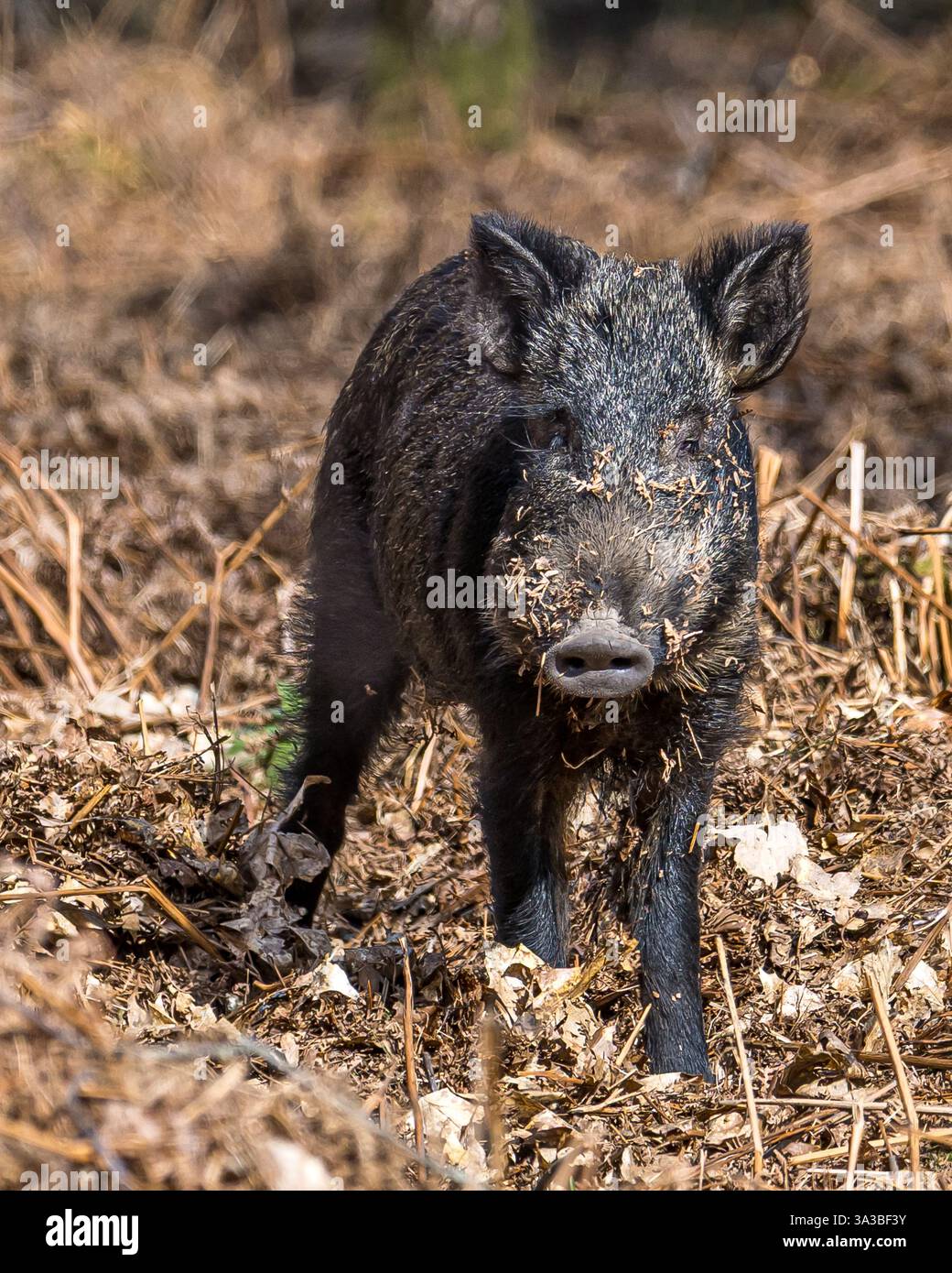 English wild boar hi-res stock photography and images - Alamy