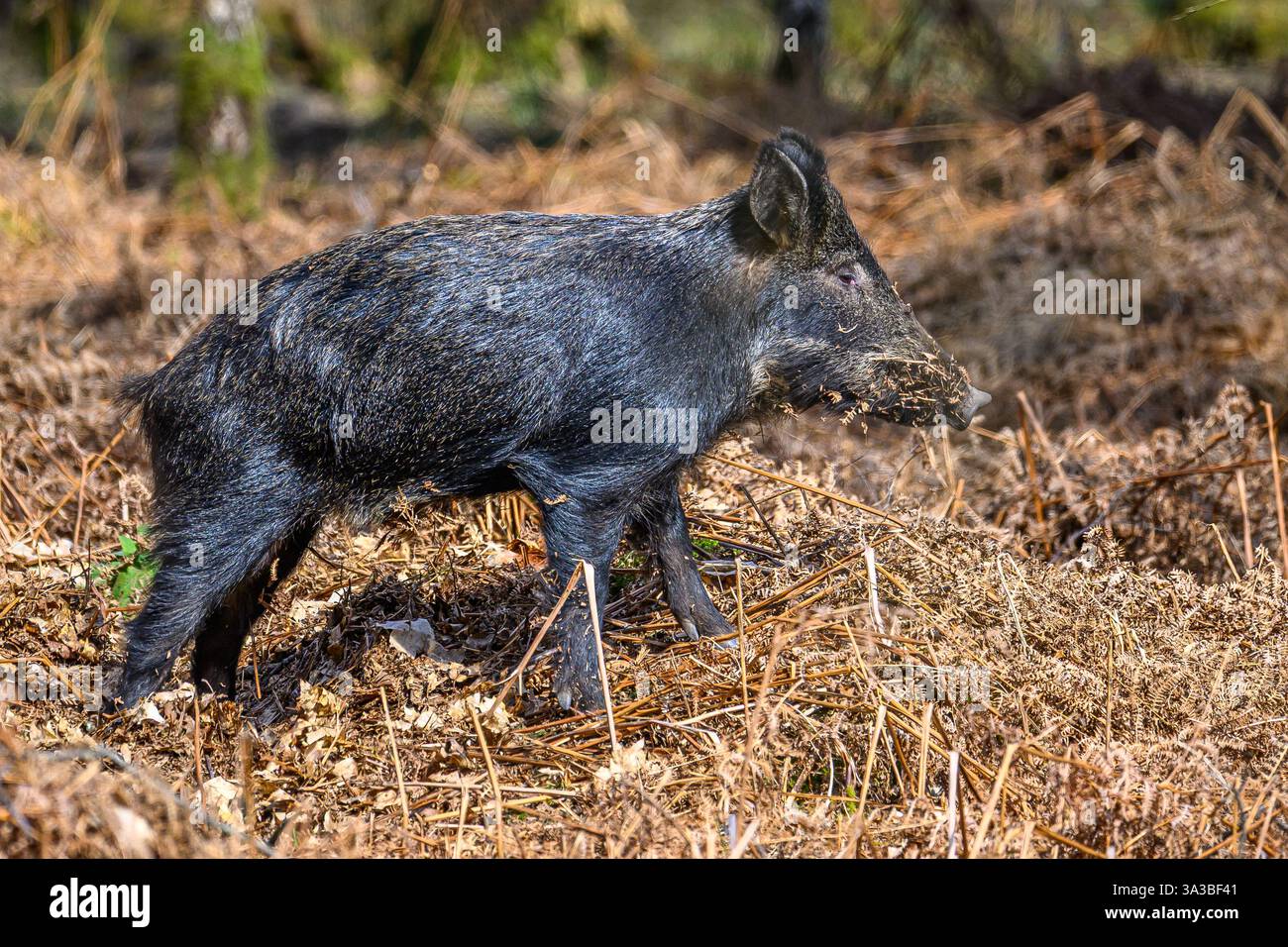Wild Boar in the Forest of Dean,England ,Uk Stock Photo - Alamy