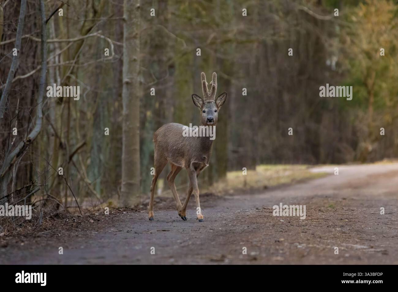 Early spring time. Roe deer male crossing road Stock Photo - Alamy