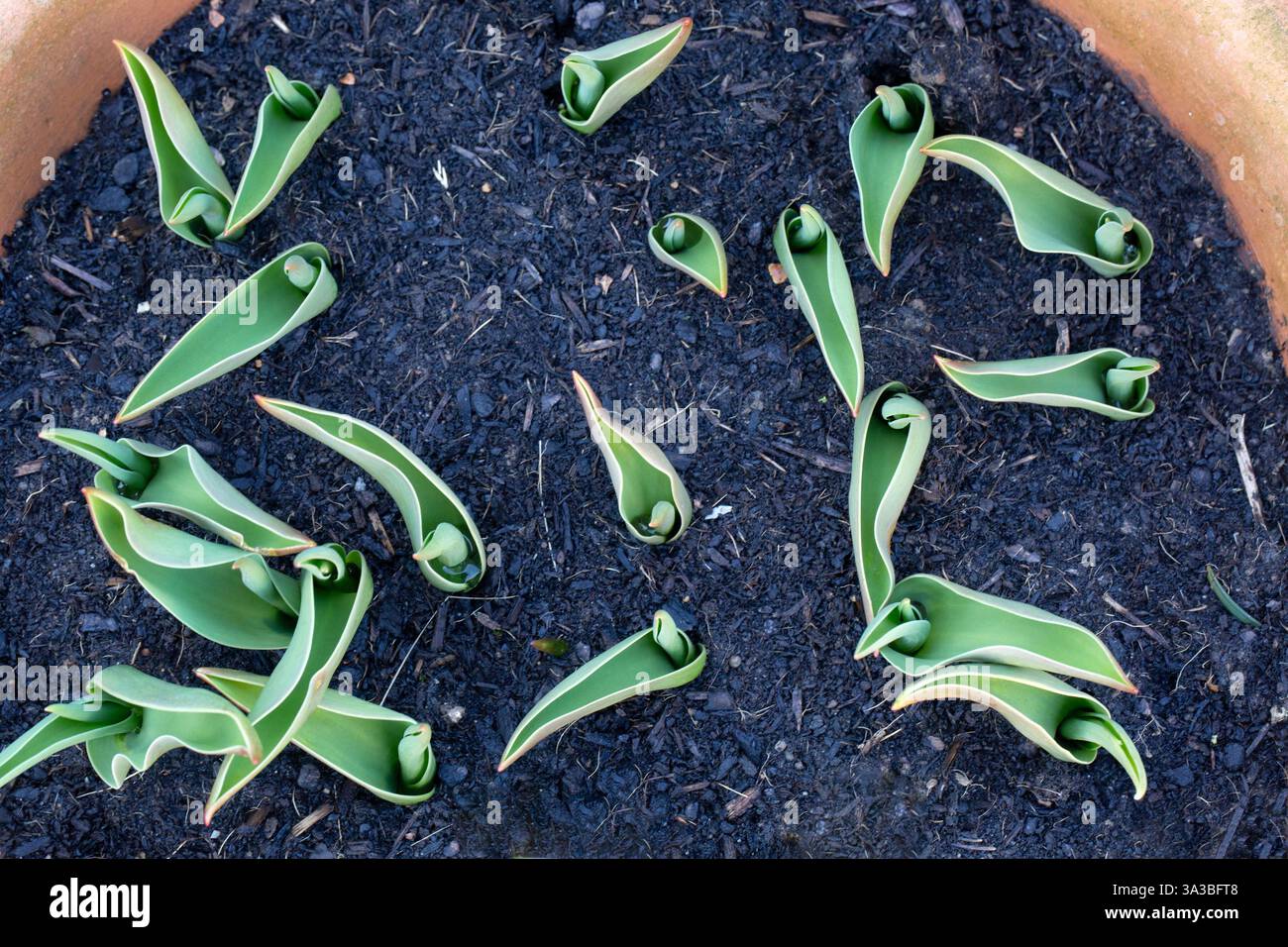 Emerging shoots of Tulips (Unknown Variety) in a garden in early spring ...