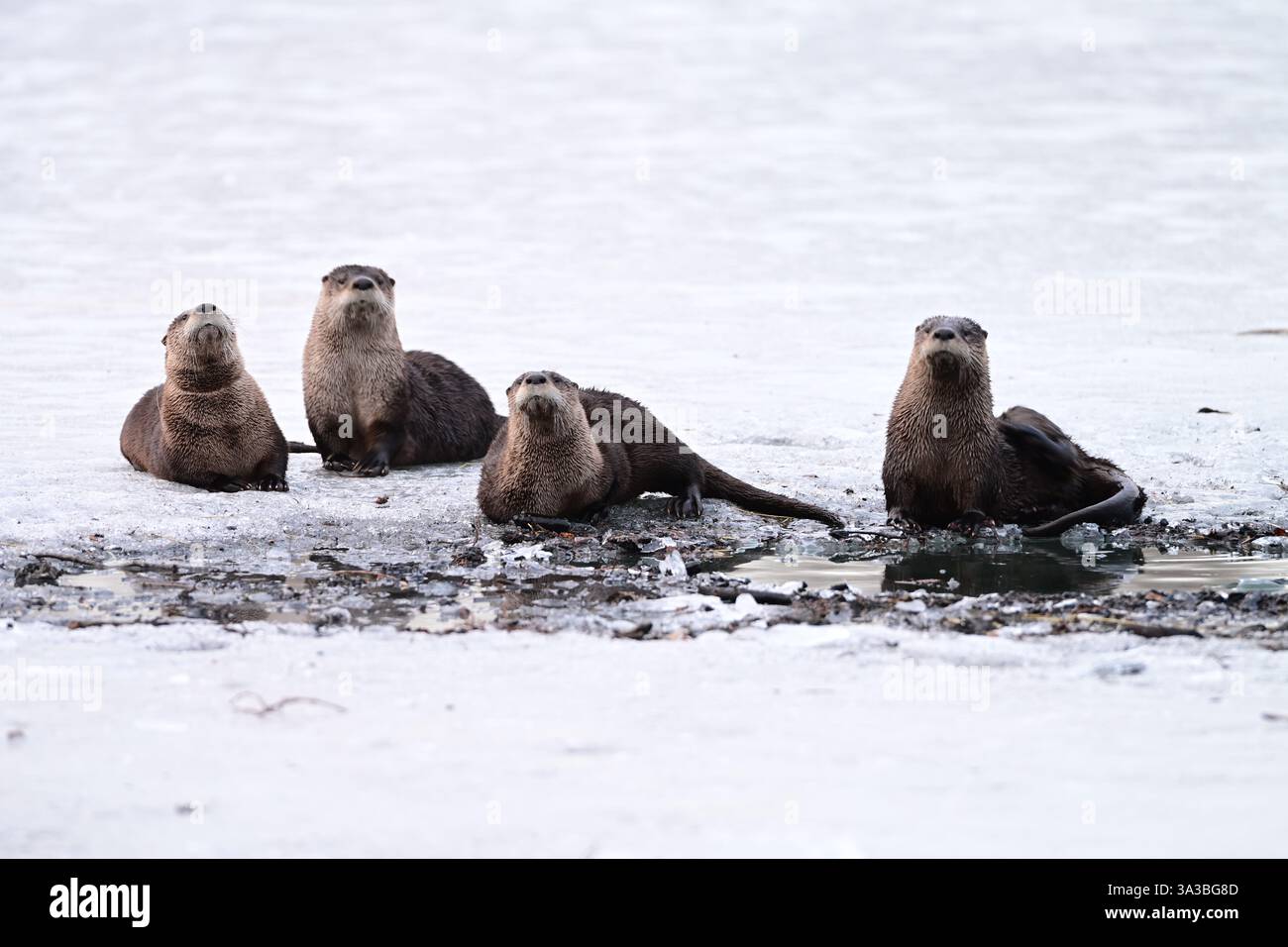 Four River Otters in Alaska Stock Photo - Alamy