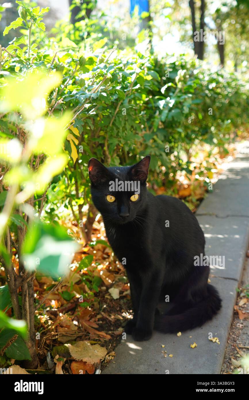 Scared black cat with frightened starring yellow eyes on sidewalk Stock Photo - Alamy