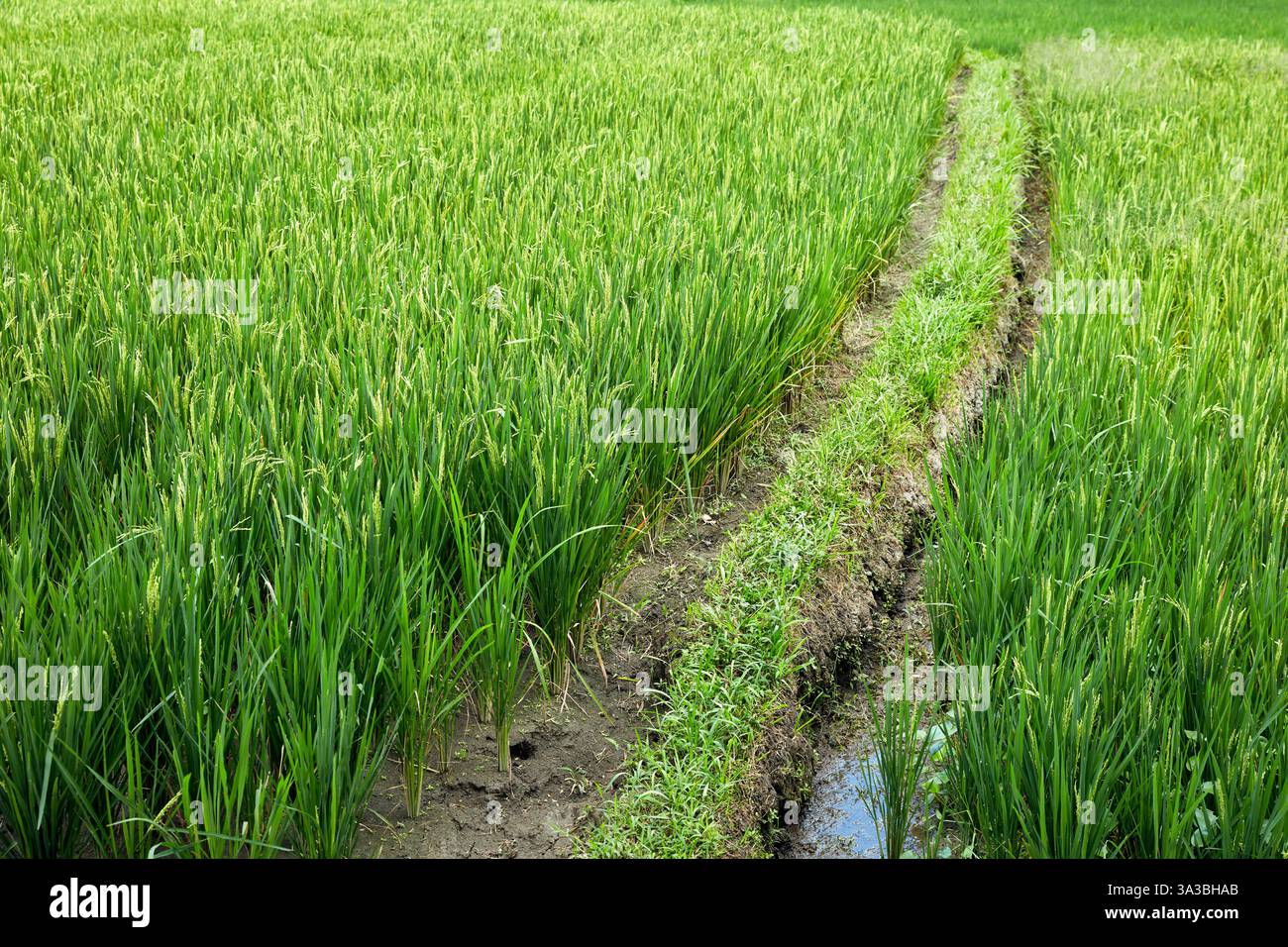 Rice growing on a paddy in Ubud, Bali, Indonesia Stock Photo - Alamy
