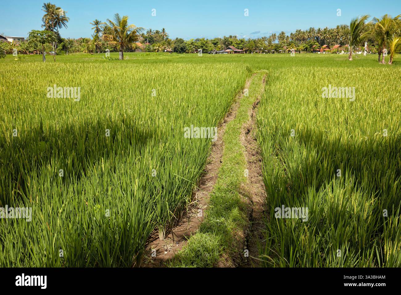 Rice growing on a paddy in Ubud, Bali, Indonesia Stock Photo - Alamy