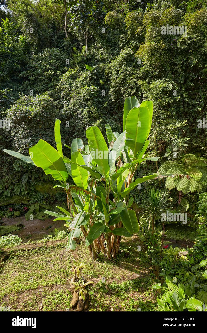 Young banana plant (Musa acuminata, a species of banana native to ...