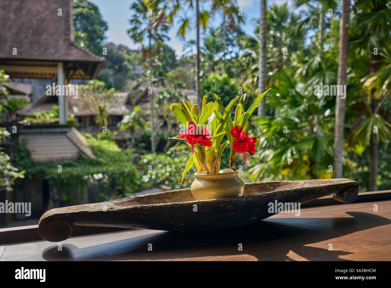 A decorative installation with flowering potted hibiscus plants ...