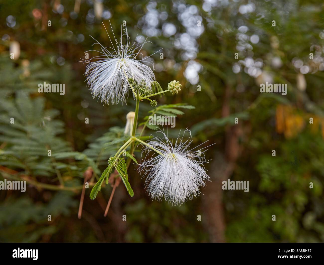 Flowers of Persian silk tree, aka white silk tree (Albizia julibrissin ...