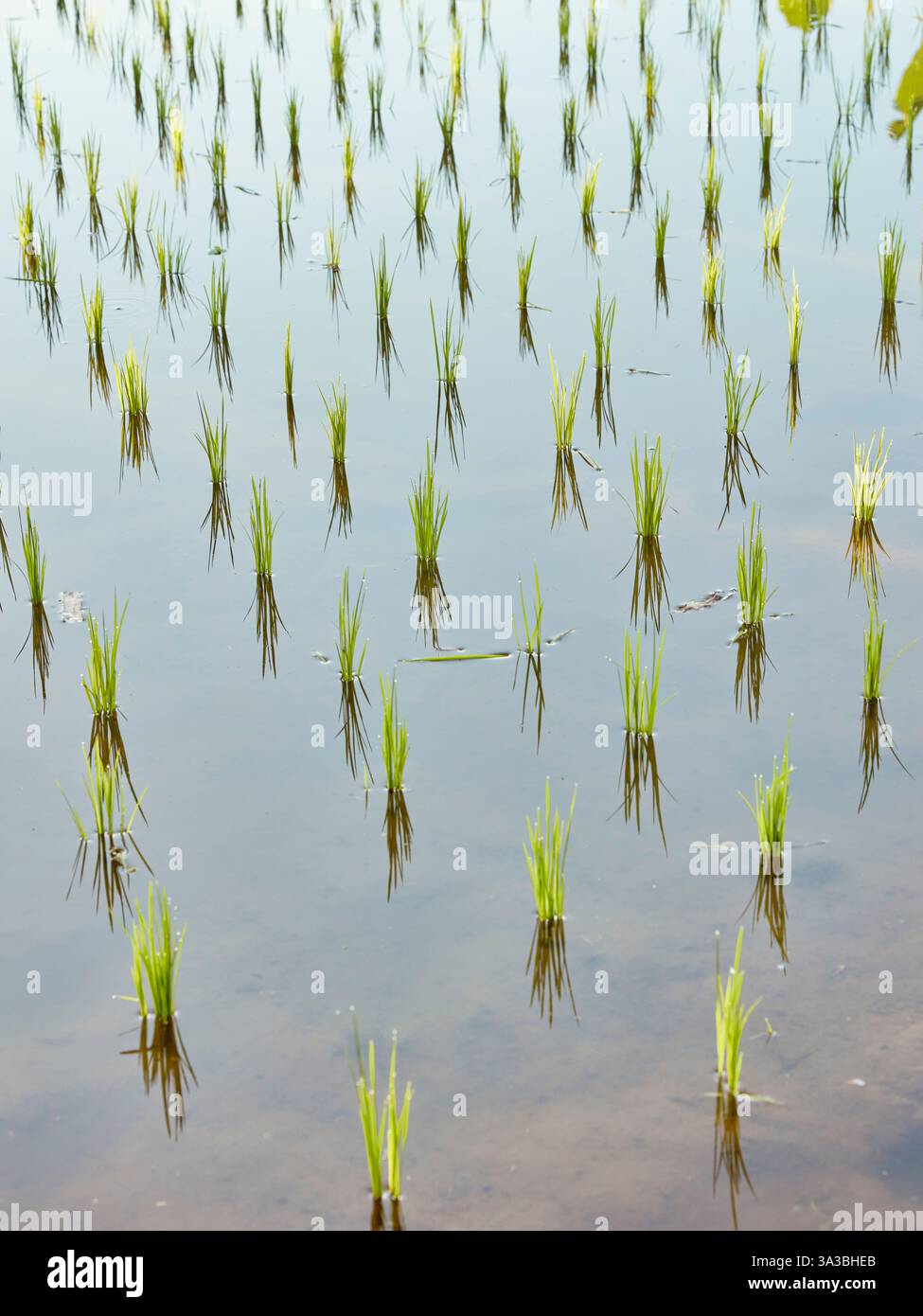 Close up view of a flooded paddy with newly planted young rice plants ...