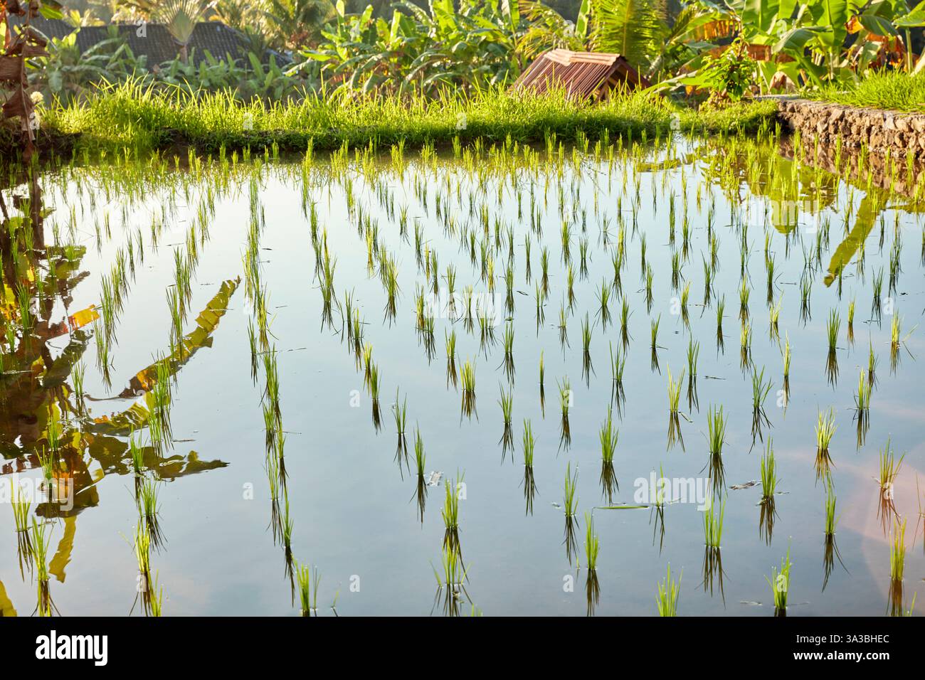 Flooded paddy with newly planted young rice plants at Kajeng Rice Field ...