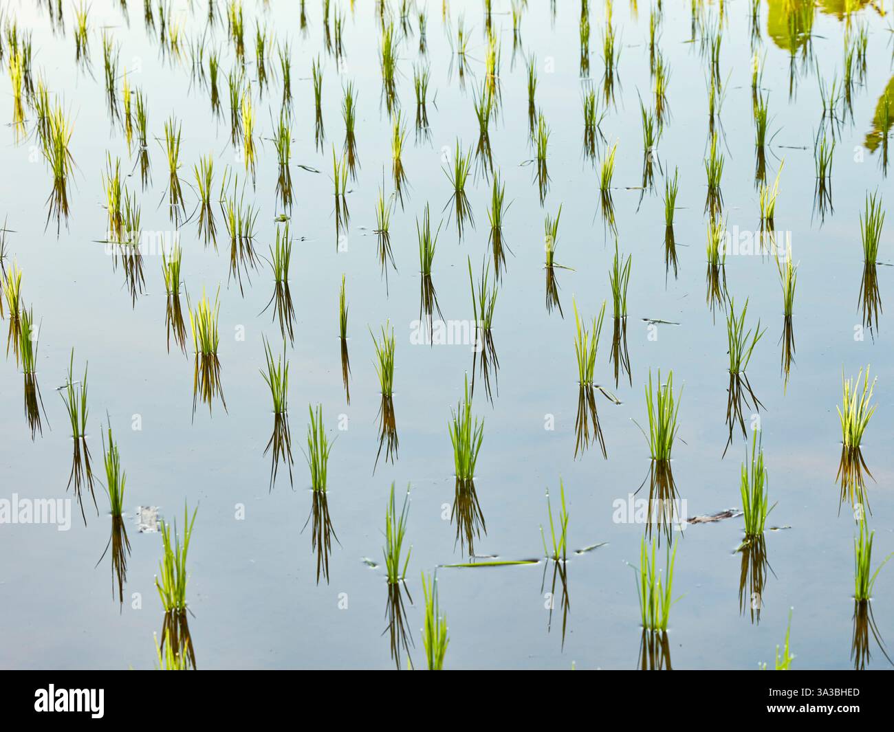 Close up view of a flooded paddy with newly planted young rice plants ...