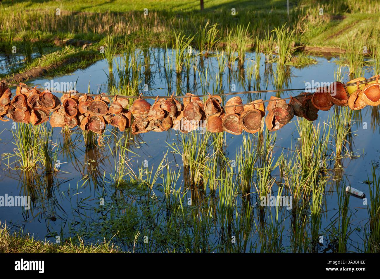 Flooded paddy with newly planted young rice plants at Kajeng Rice Field ...