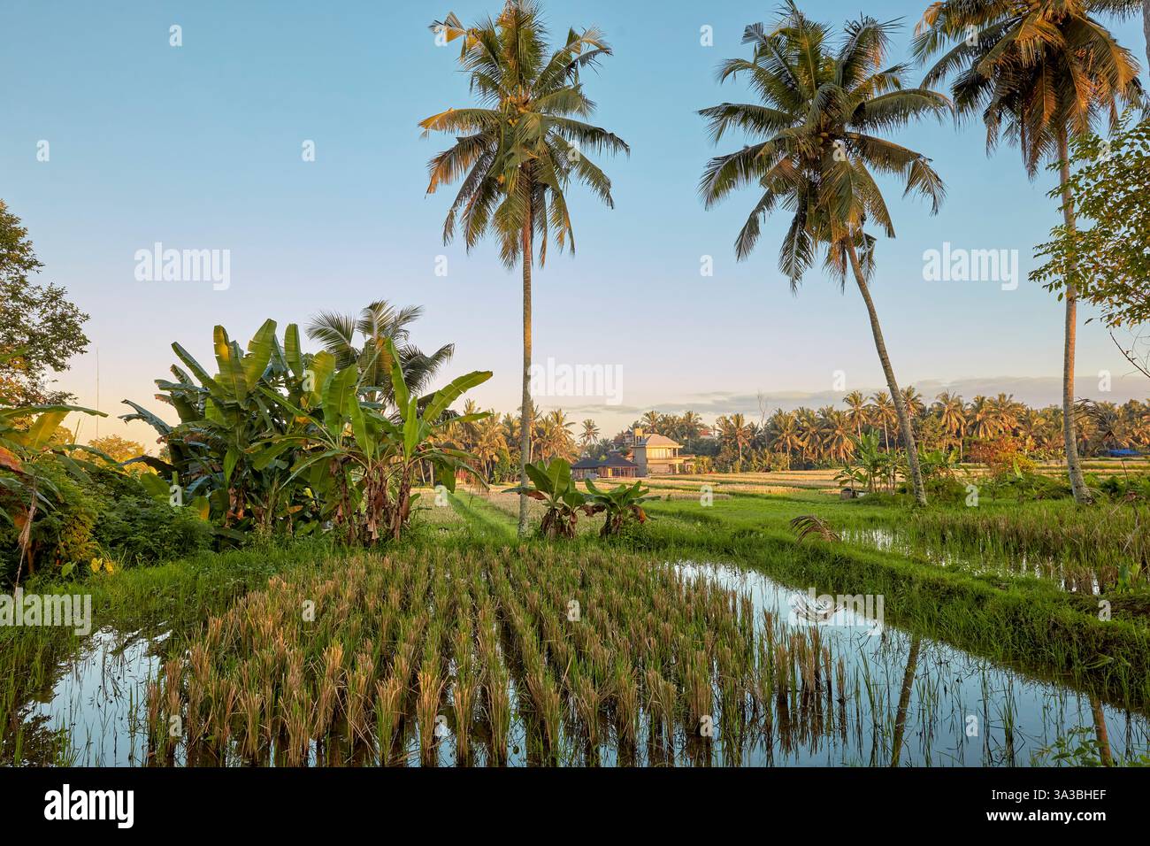 Scenic view of rice paddies at Subak Juwuk Manis trail in Ubud, Bali ...