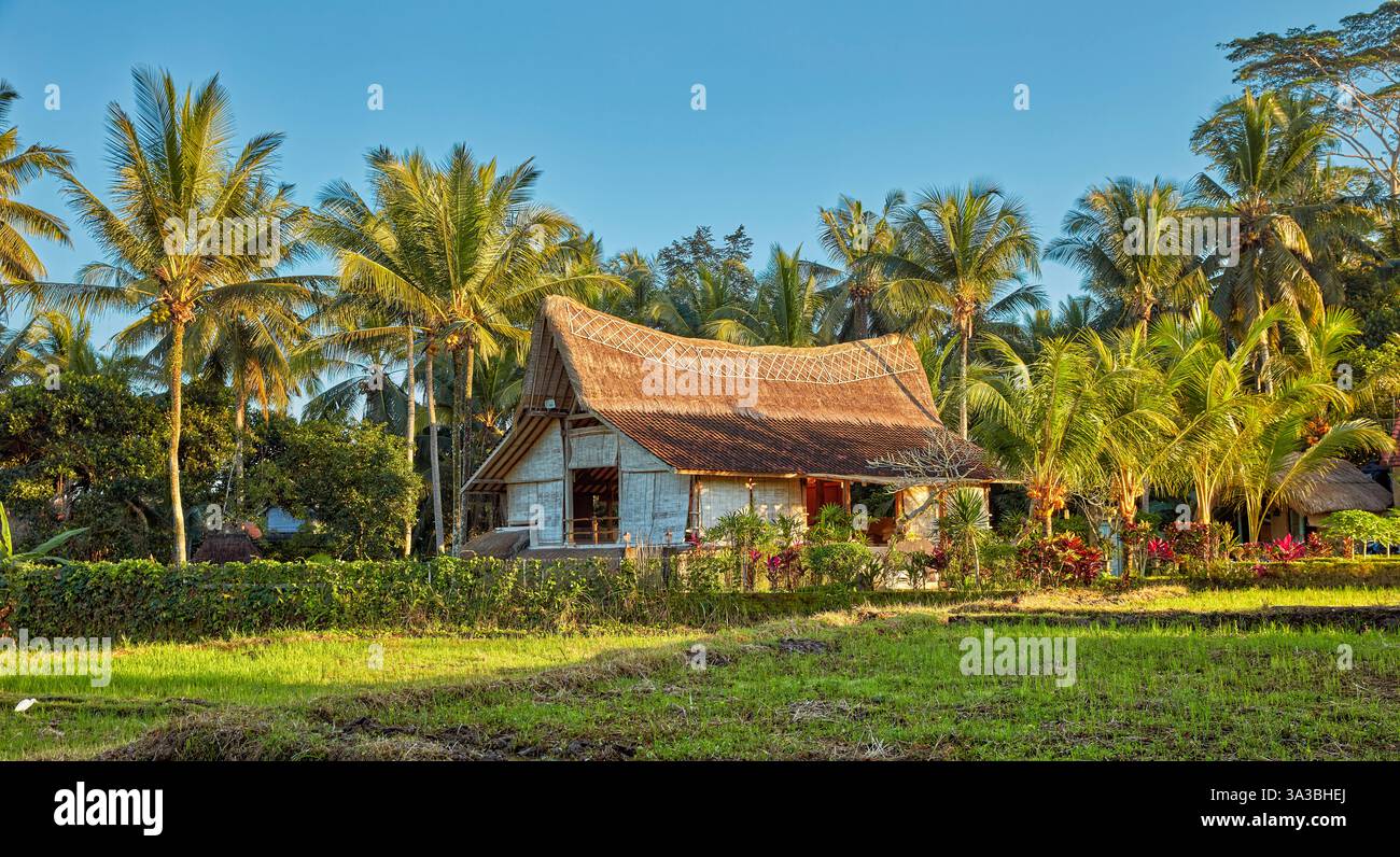 Rice paddy and a country house at Subak Juwuk Manis Rice Fields trail ...