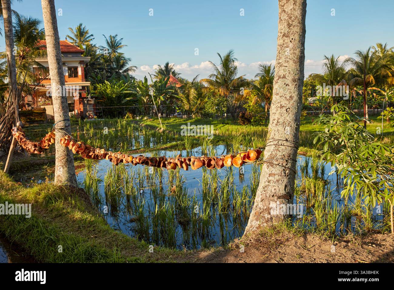 Flooded paddy with newly planted young rice plants at Kajeng Rice Field ...
