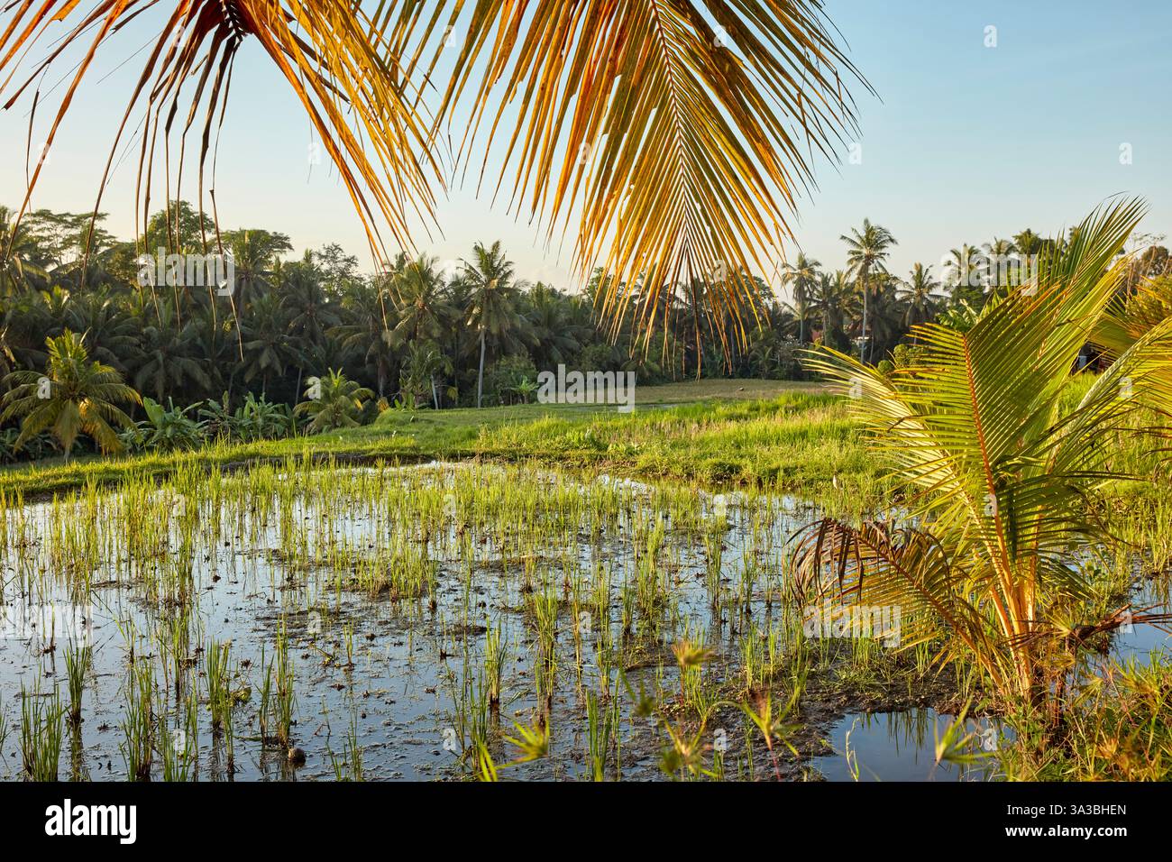 Flooded paddy with newly planted young rice plants at Subak Juwuk Manis ...
