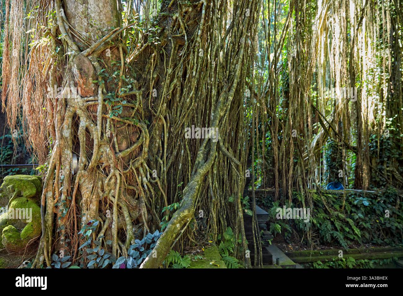 Long aerial roots hanging down from a large banyan tree in the Sacred ...