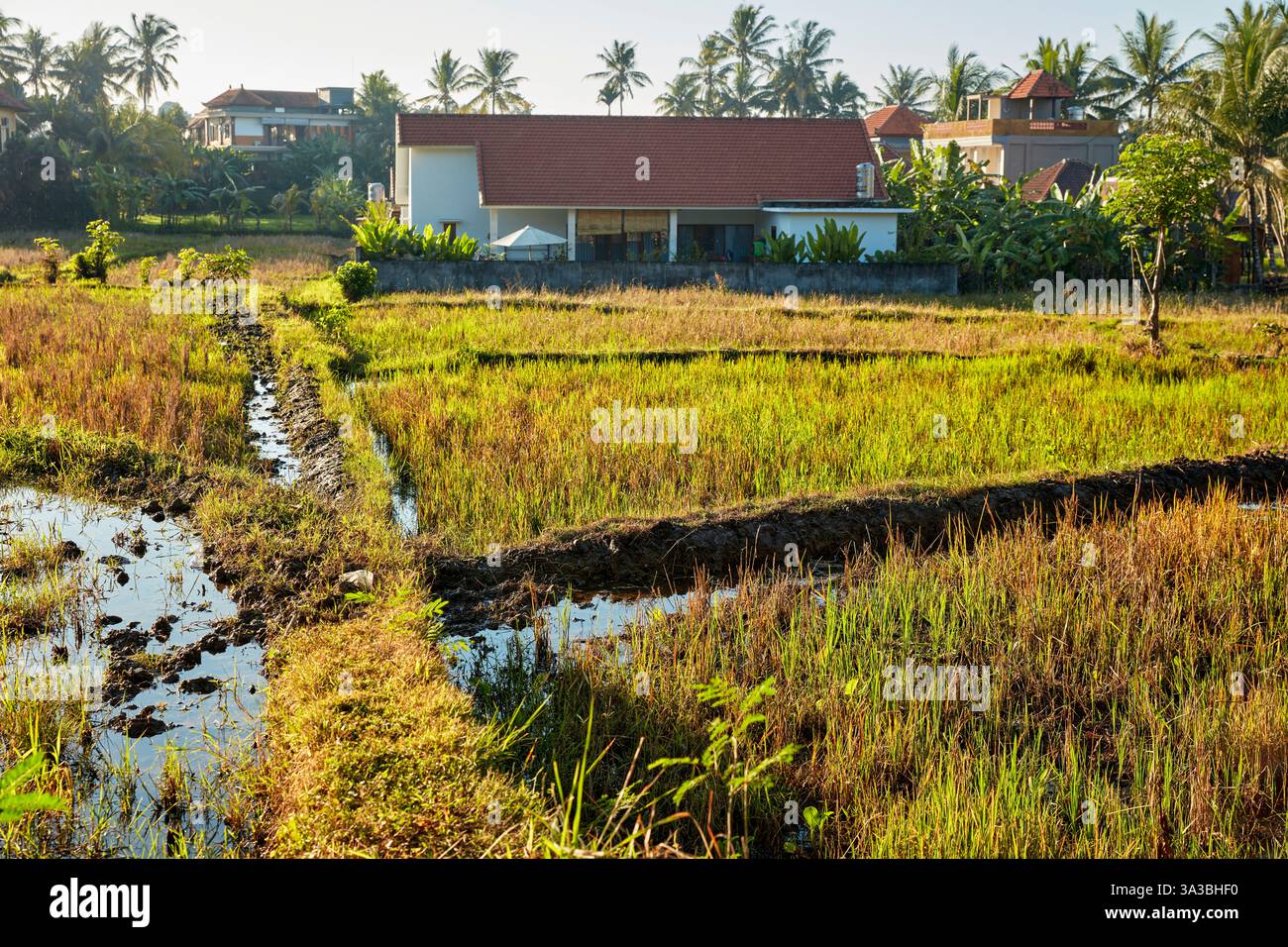 Rice paddies at Kajeng Rice Field Trail in Ubud, Bali, Indonesia Stock ...