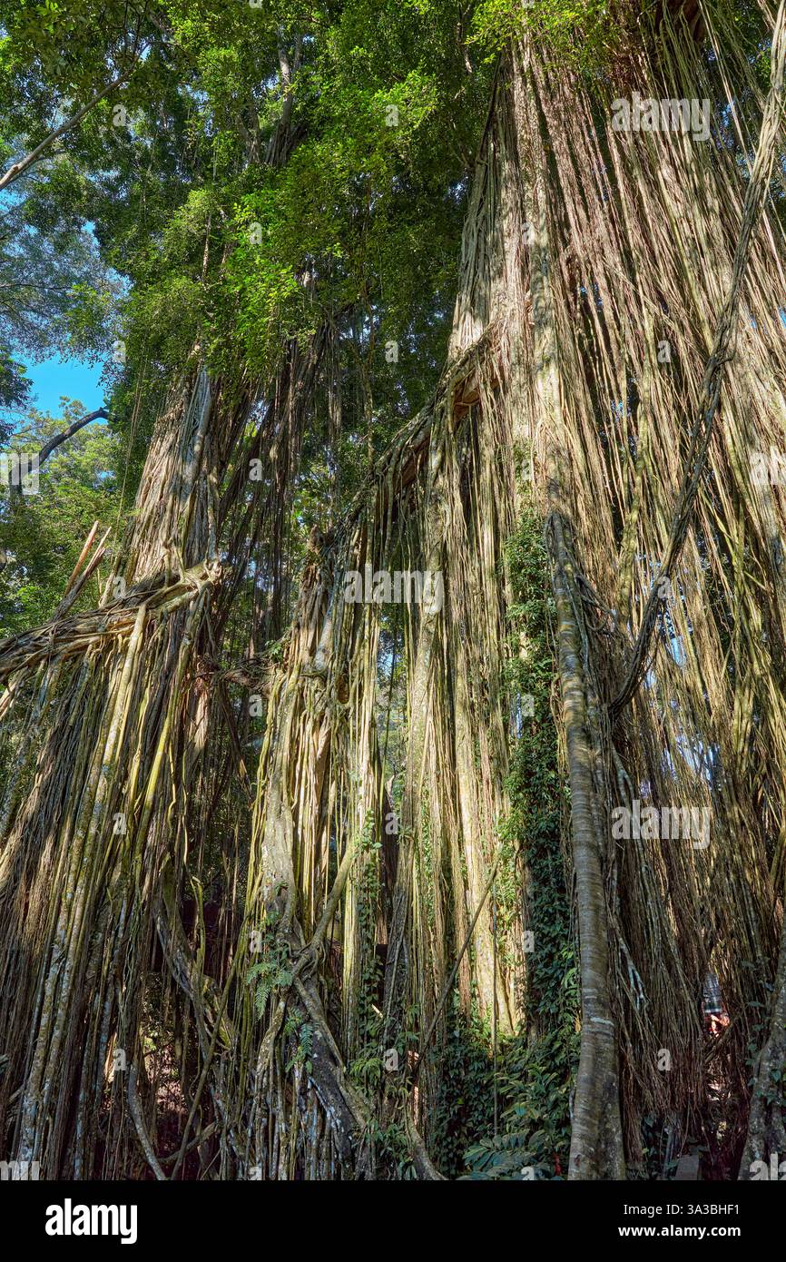 Long aerial roots hanging down from a large banyan tree in the Sacred Monkey Forest Sanctuary ...